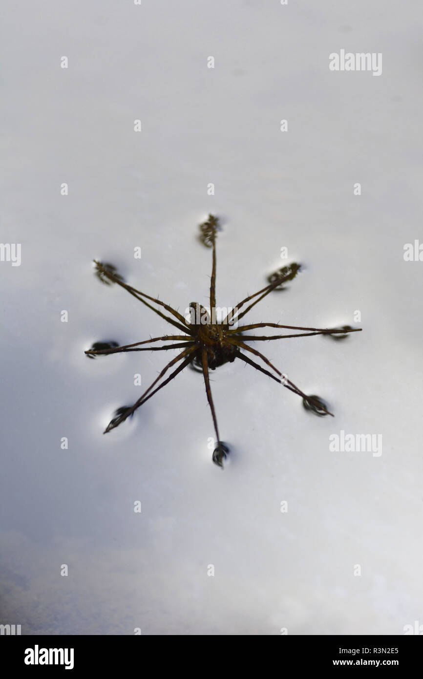 House spider water hi-res stock photography and images - Alamy