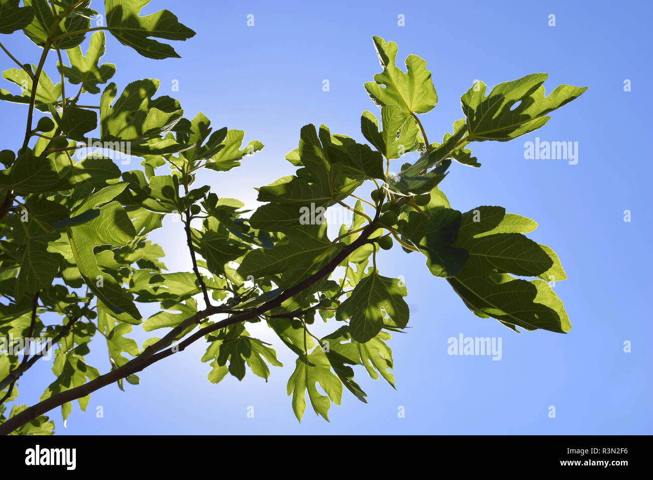 Fig-tree leaf (Ficus carica), Corsica, France Stock Photo - Alamy