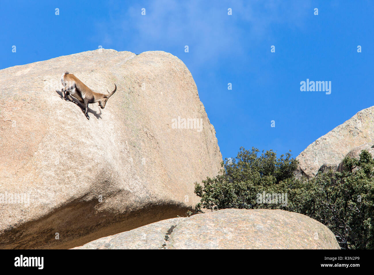 Spanish ibex (Capra pyrenaica) male on rock, Guadarrama National Park ...