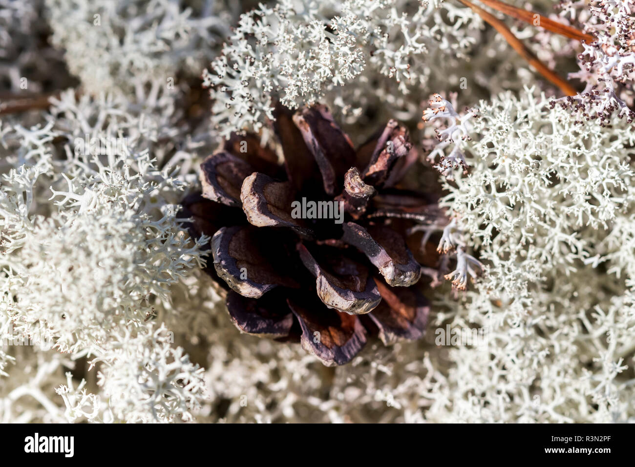 Cone pine russia hi-res stock photography and images - Alamy