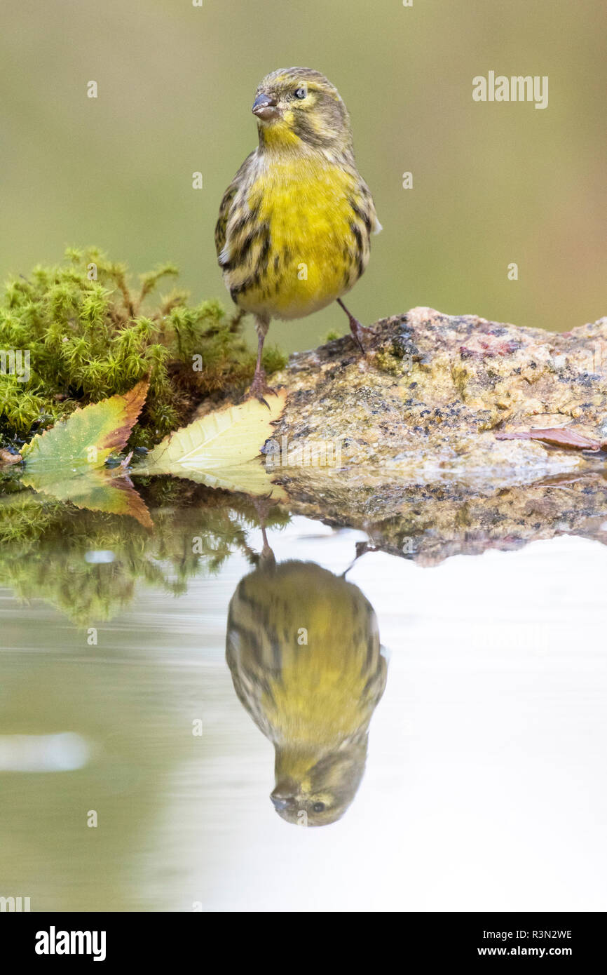 Young european serin hi-res stock photography and images - Alamy