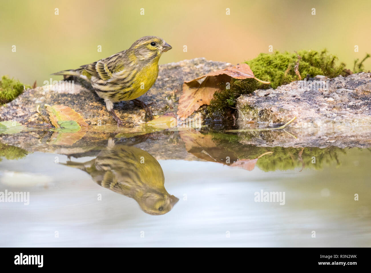 Young european serin hi-res stock photography and images - Alamy