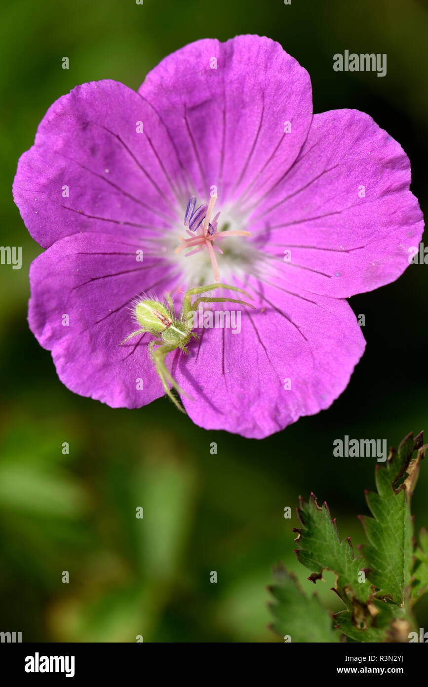 Crab Spider (Heriaeus hirtus) female on the lookout on Bloody geranium ...