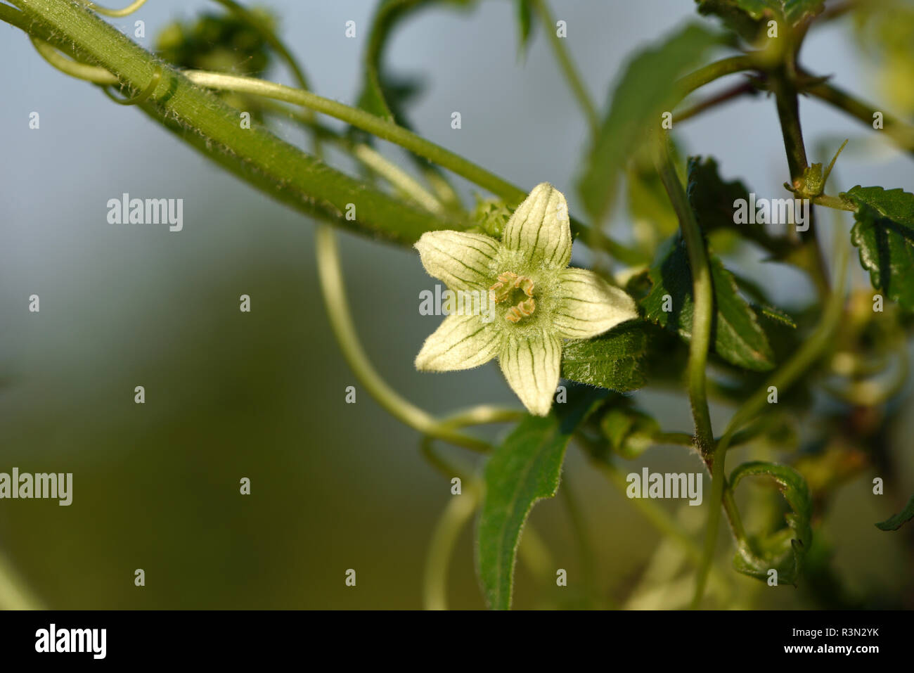 White bryony (Bryonia dioica), flower, Bollenberg hill, Orschwihr, Haut ...