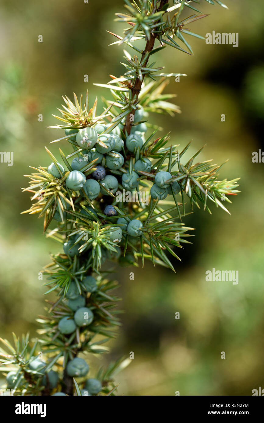 Juniperus sp hi-res stock photography and images - Alamy