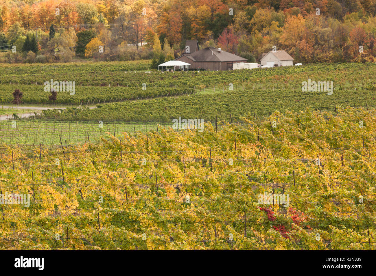 Canada, Ontario, Niagara Escarpment Wine Country, St. Catherines ...