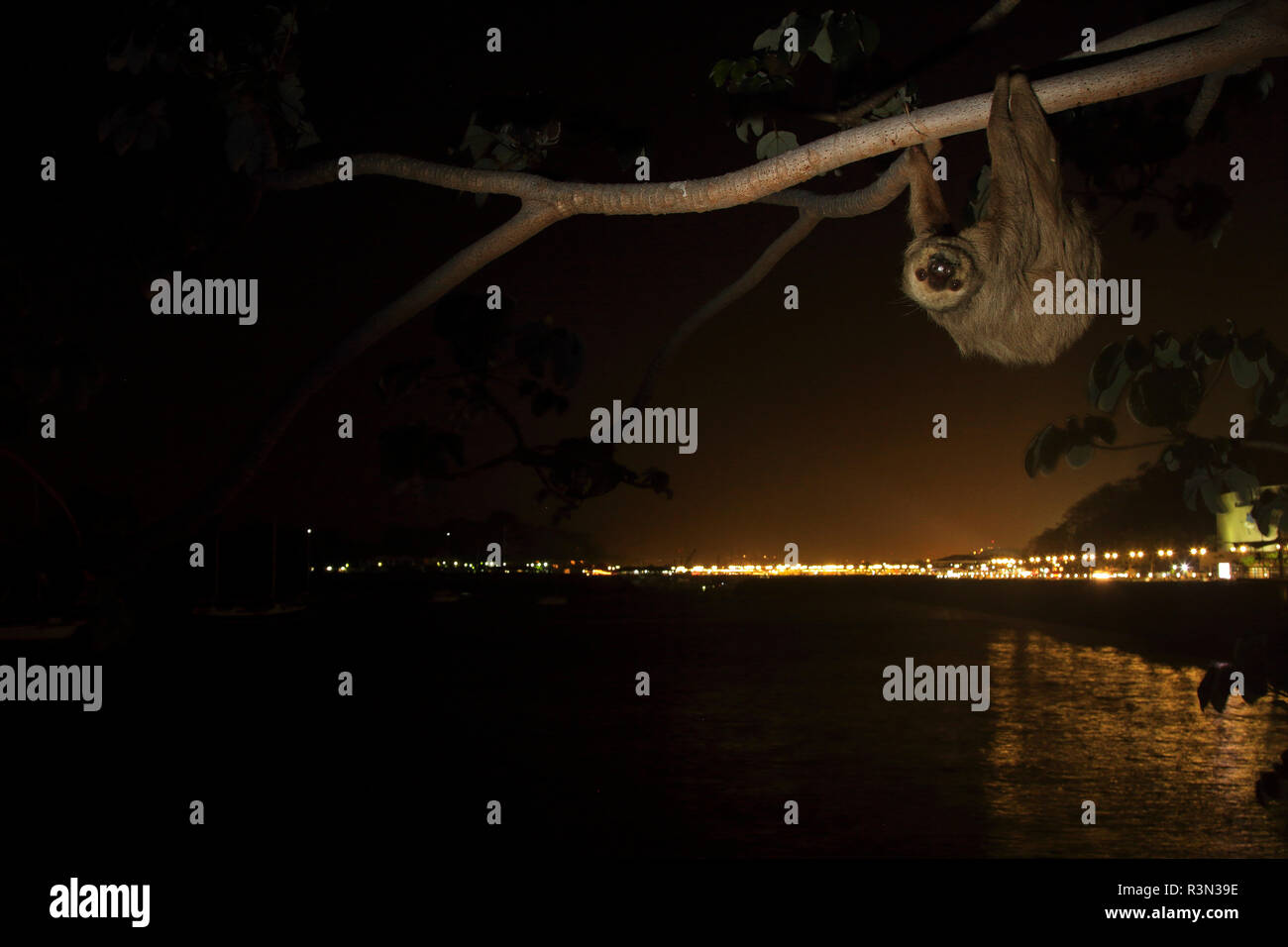 Hoffman's two-toed sloth (Choloepus hoffmanni) at night in urban area ...