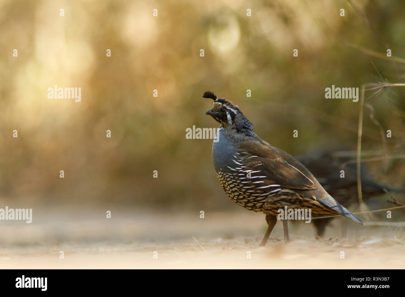 California quail male (Callipepla californica), Marin County ...