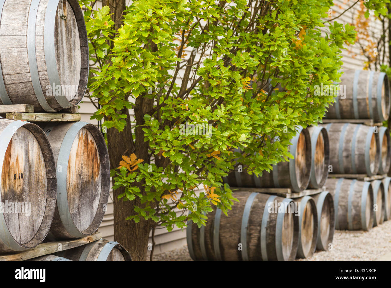 Canada, Ontario, Niagara on the Lake, winery oak casks Stock Photo - Alamy