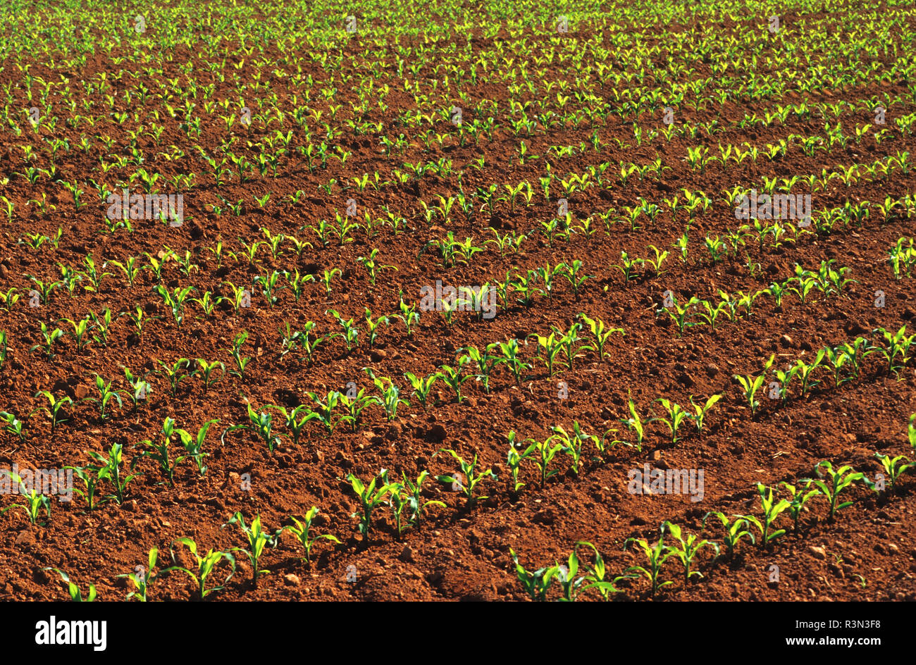 Iron rich red soil hi-res stock photography and images - Alamy