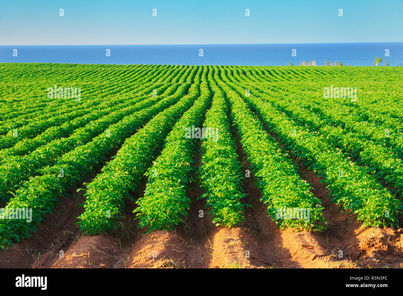 Canada potato farming hi-res stock photography and images - Alamy
