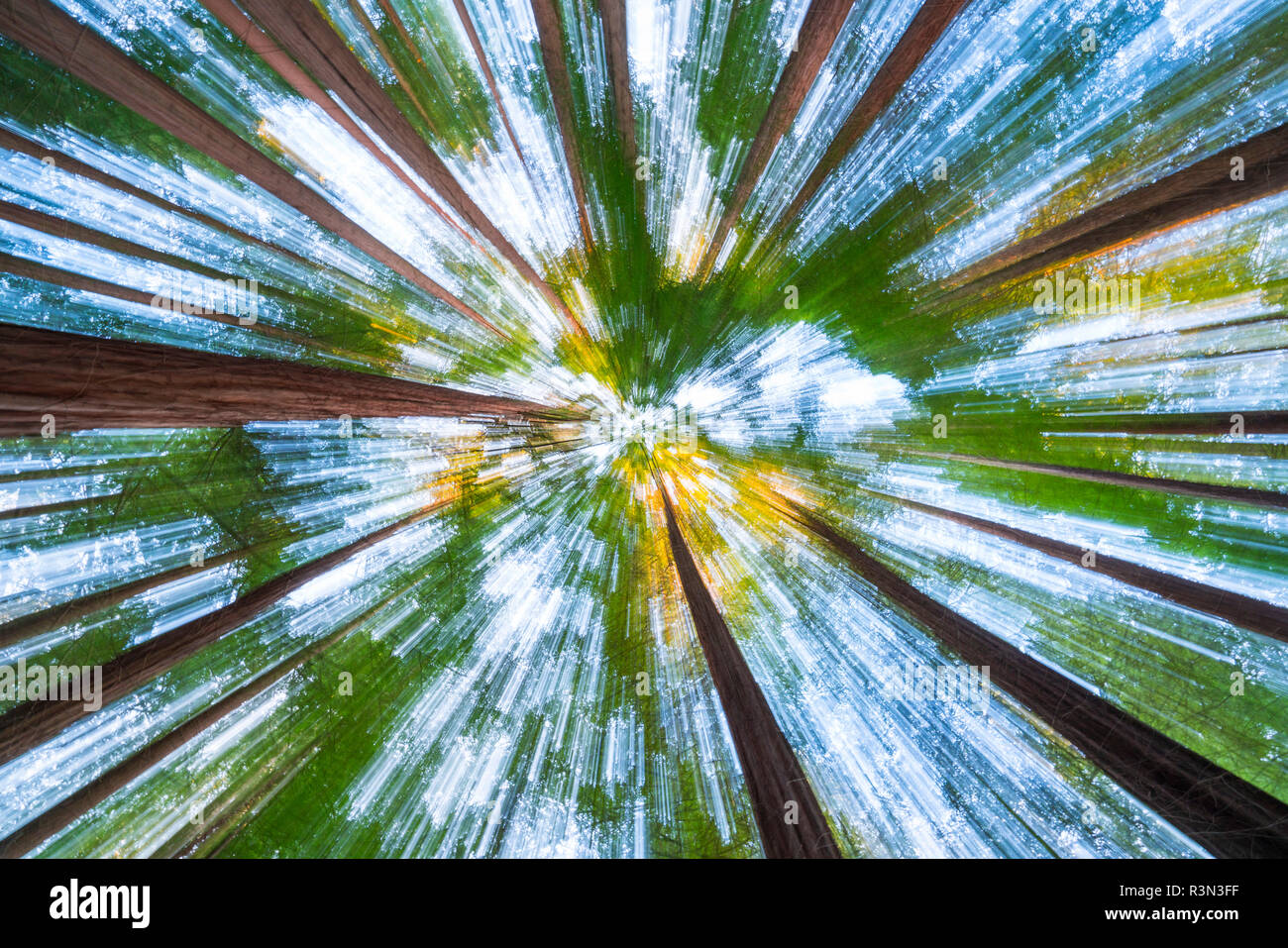 Genus sequoia hi-res stock photography and images - Alamy