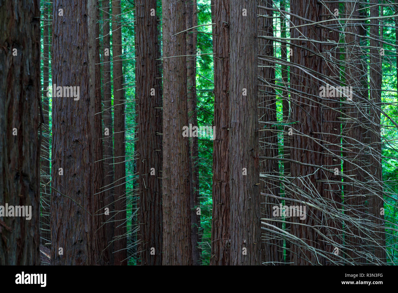 Sequoia - Sequoya (Sequoia sempervirens) is the sole living species of ...