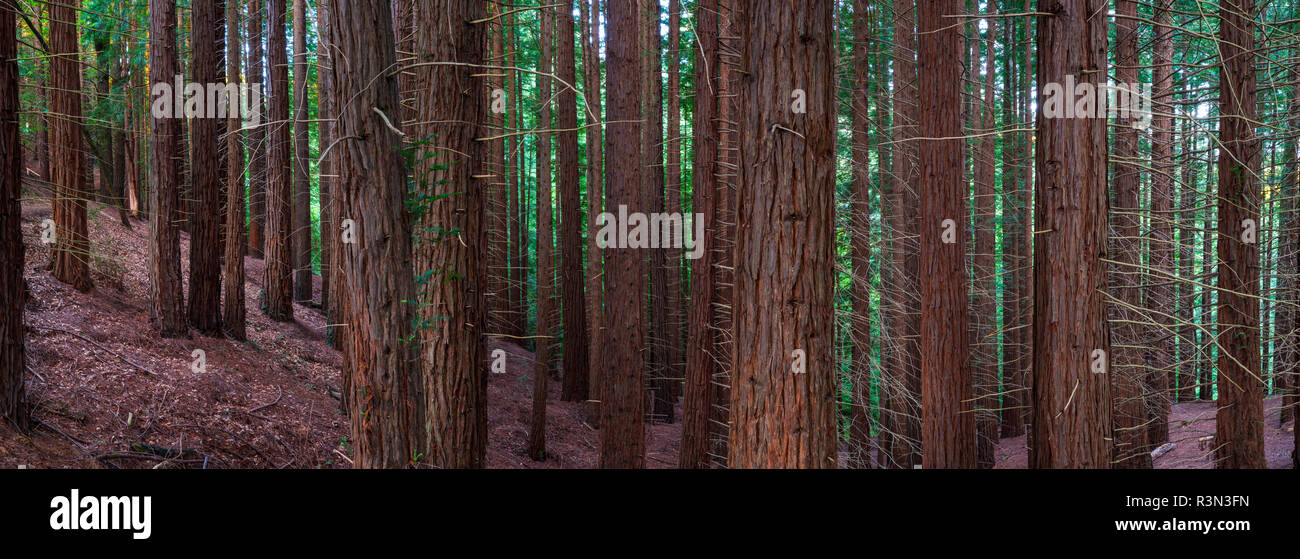 Sequoia - Sequoya (Sequoia sempervirens) is the sole living species of ...