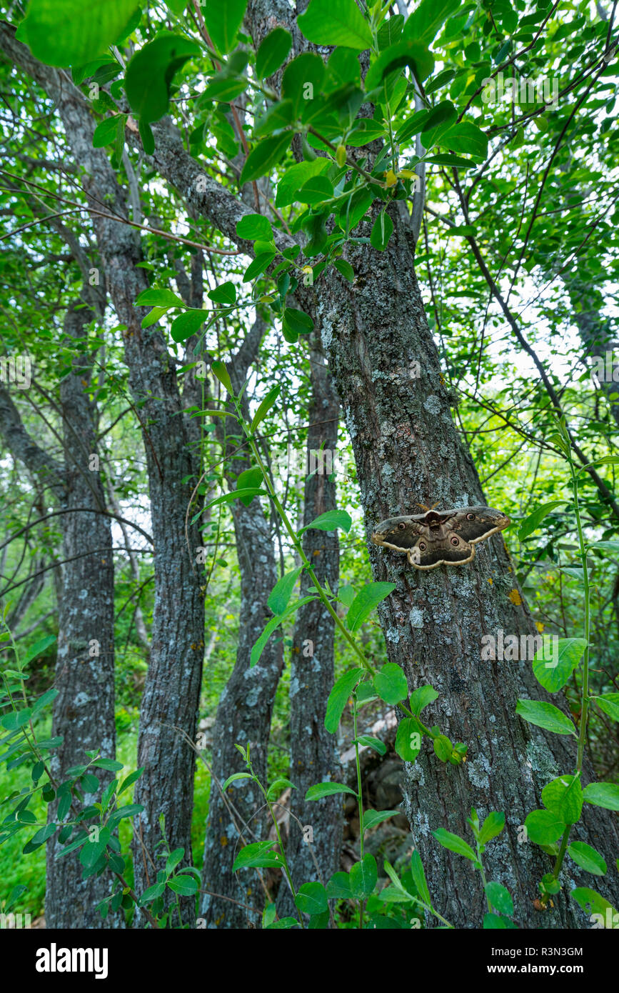 Giant peacock moth (Saturnia pyri) (Saturnia pyri), also called the ...