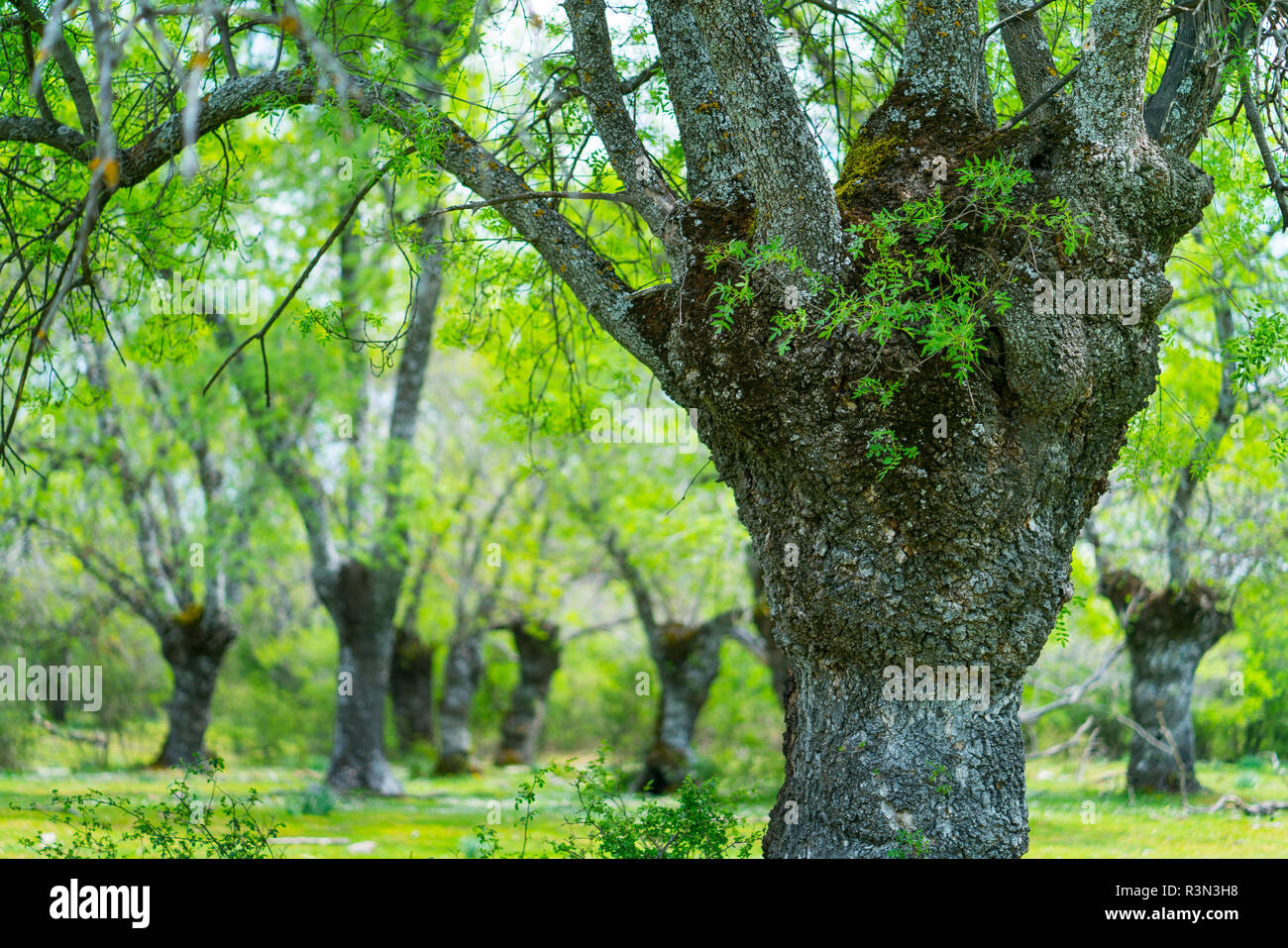 European ash or common ash (Fraxinus excelsior), Herrería Forest, San ...