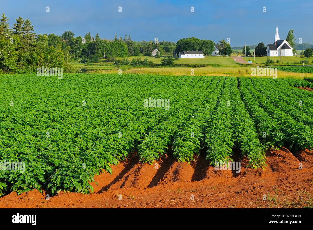 Canada potato hi-res stock photography and images - Alamy