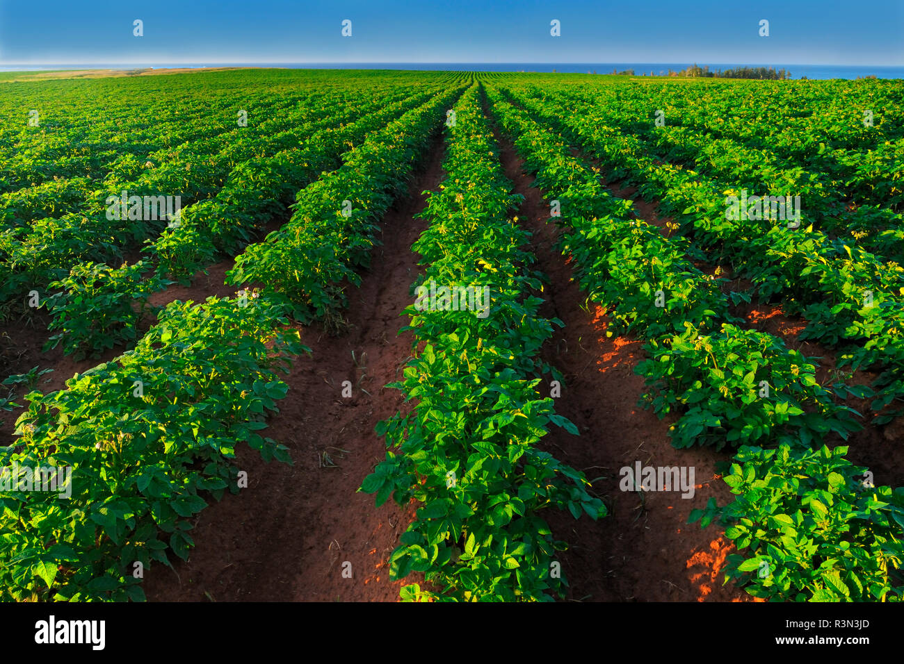 Canada, Prince Edward Island, East Point. Potato crop rows on farm ...