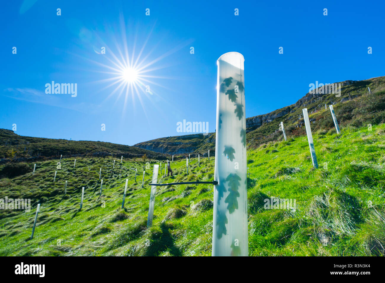 Native trees reforestation in Miera Valley, Valles Pasiegos, Cantabria ...