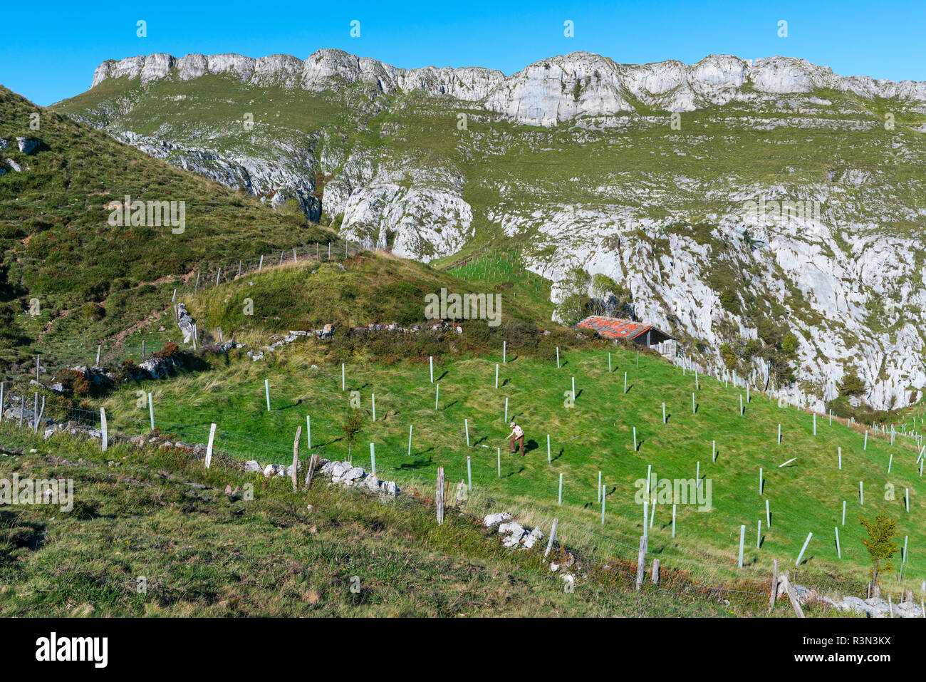 Native trees reforestation in Miera Valley, Valles Pasiegos, Cantabria ...