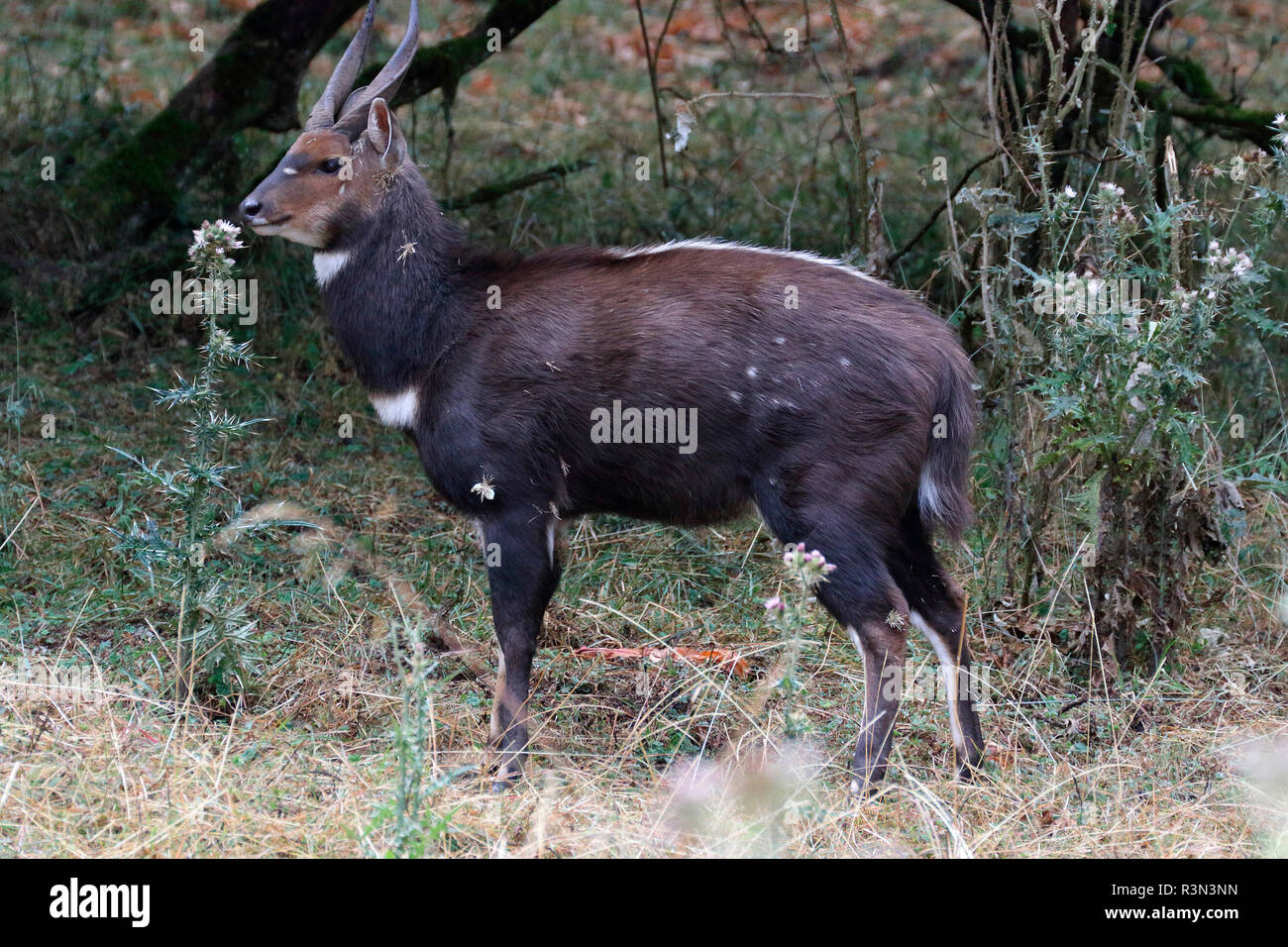 Menelik bushbuck (Tragelaphus scriptus meneliki) male, Dinsho, Ethiopia ...