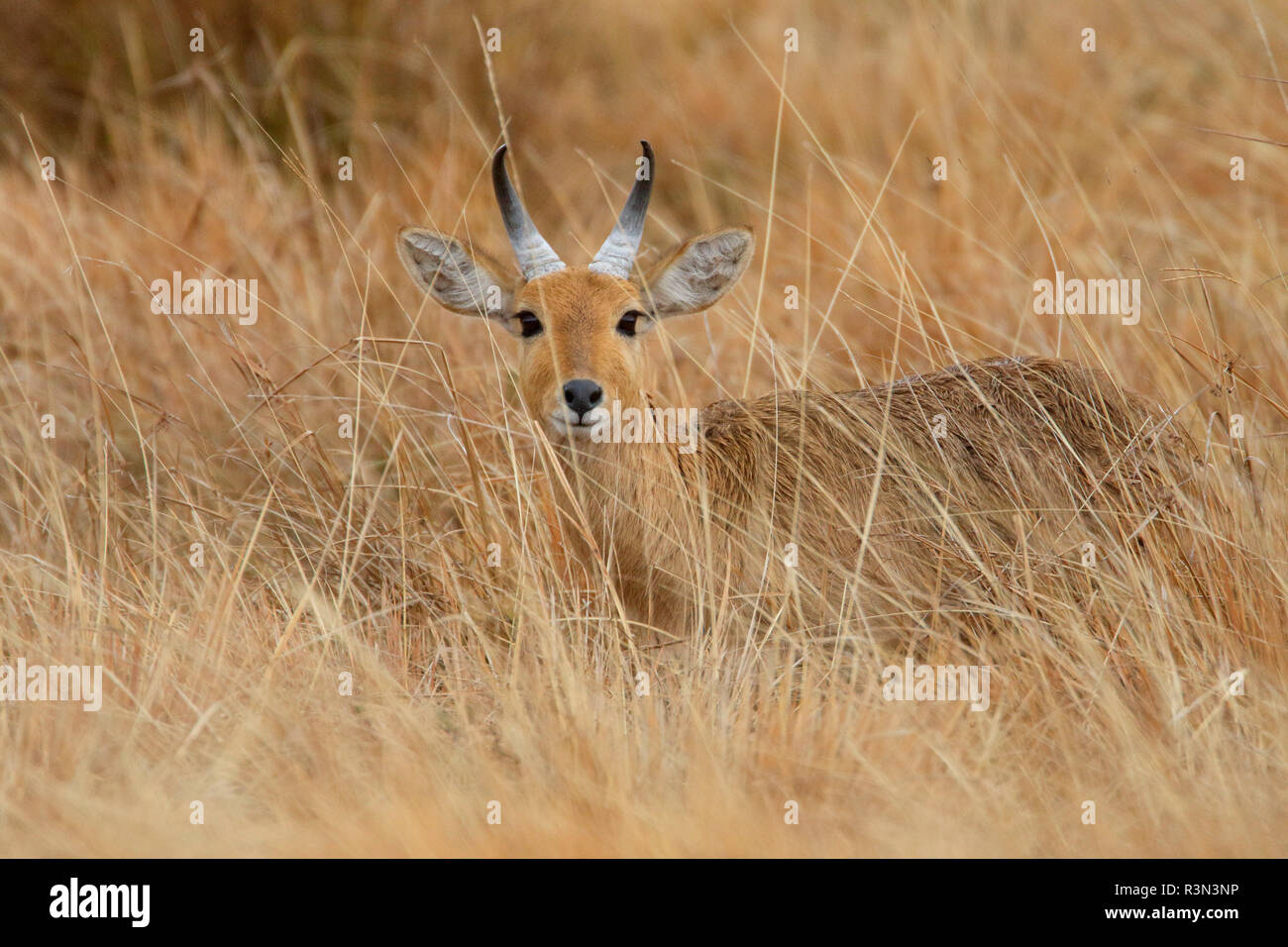 Bohor Reedbuck (Redunca redunca) in dry grass, Dinsho, Ethiopia Stock ...