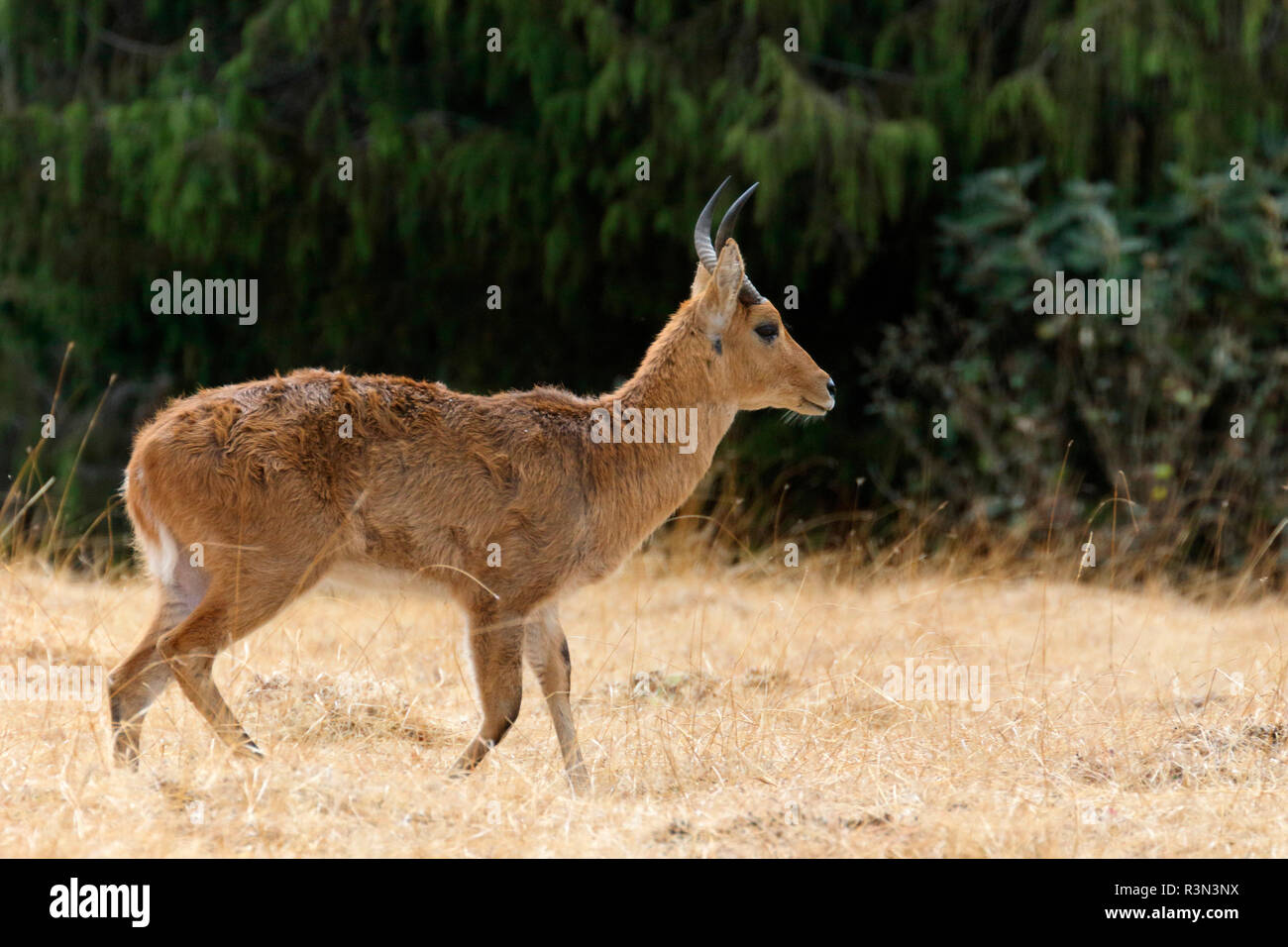 Bohor Reedbuck (Redunca redunca) walking, Dinsho, Ethiopia Stock Photo ...
