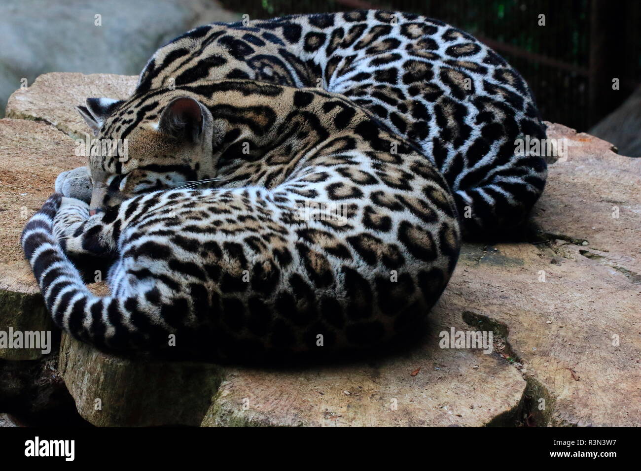 Ocelot (Leopardus pardalis) at rest, Costa Rica Stock Photo - Alamy