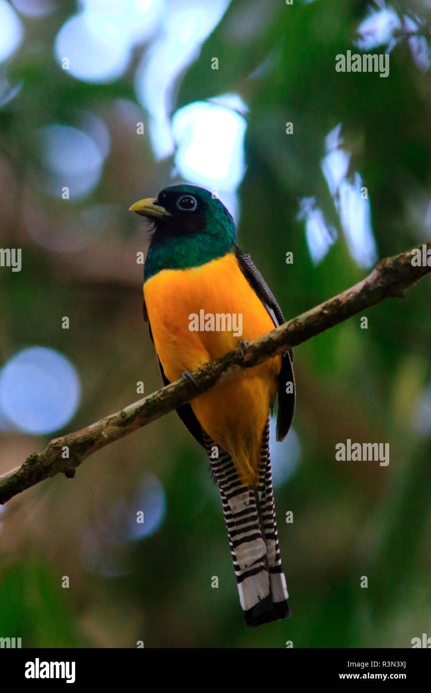 Black-throated Trogon (Trogon rufus) on a branch, Costa Rica Stock ...