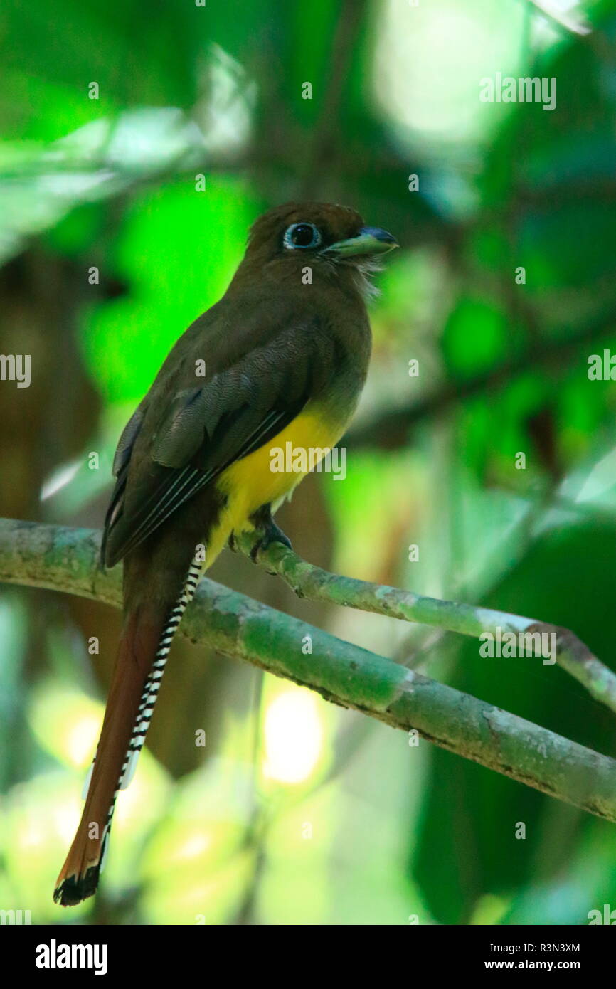 Trogon violaceus caligatus hi-res stock photography and images - Alamy