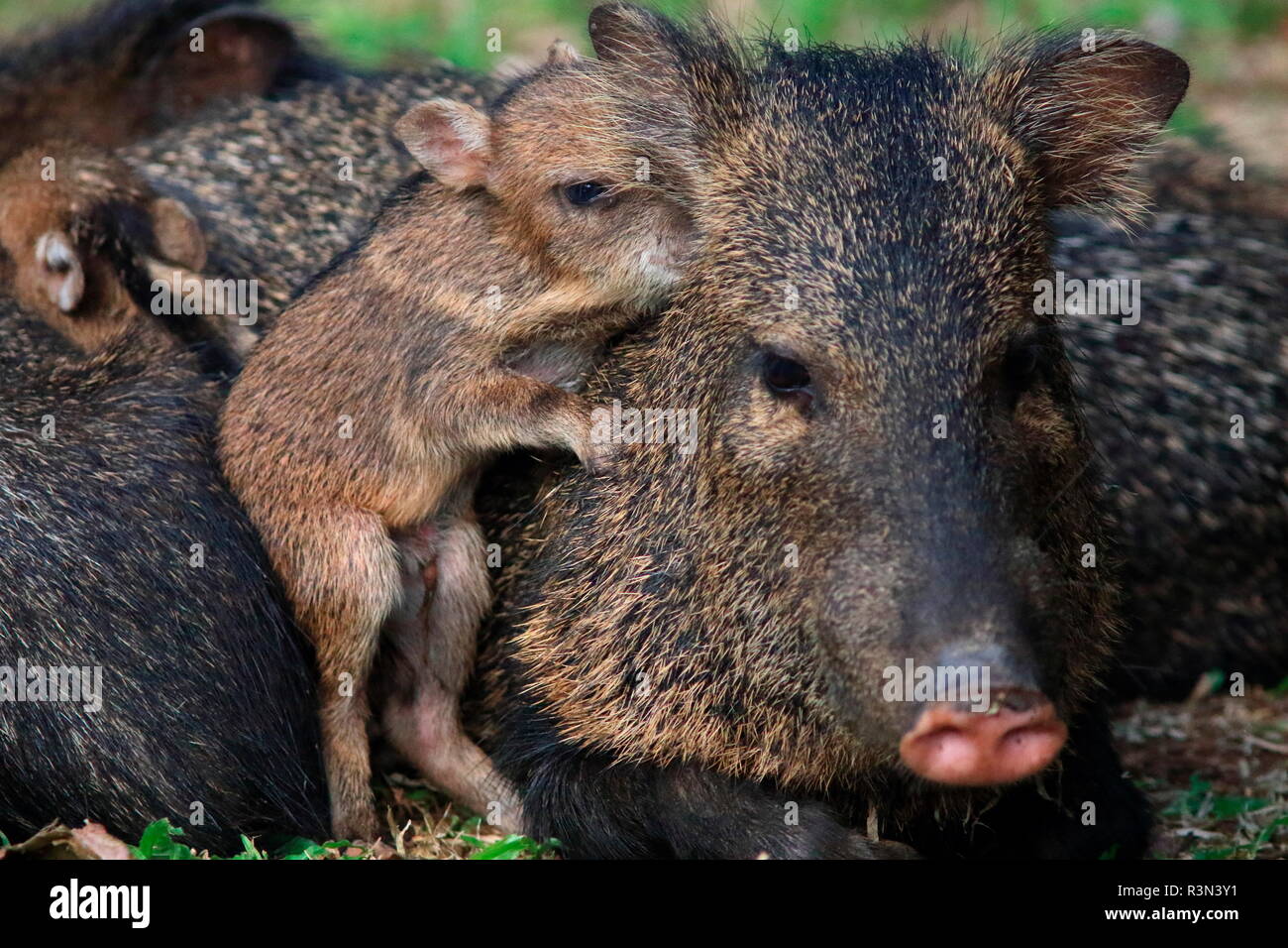 Collared pecari hi-res stock photography and images - Alamy