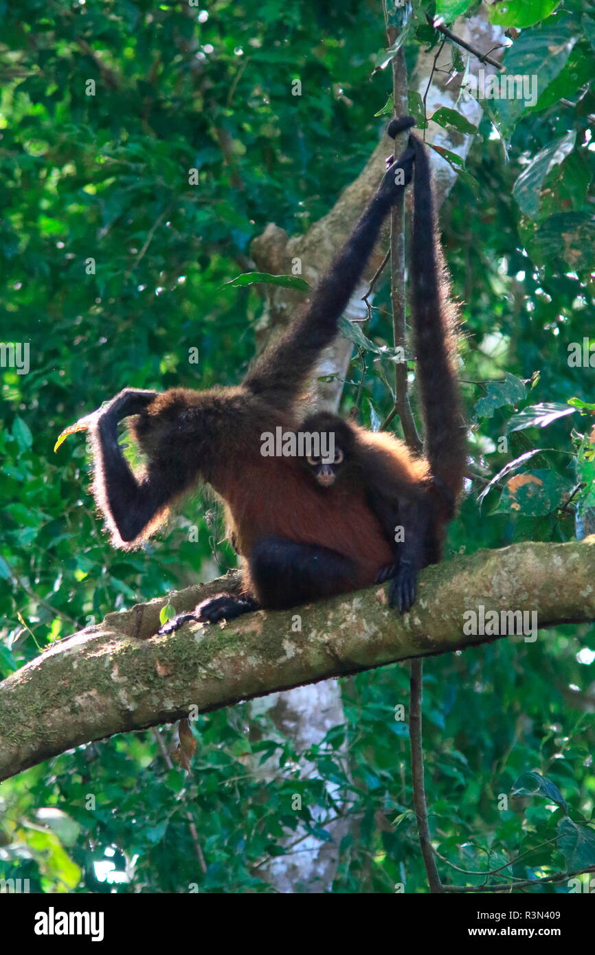 Central American spider monkey (Ateles geoffroyi) with young on a ...