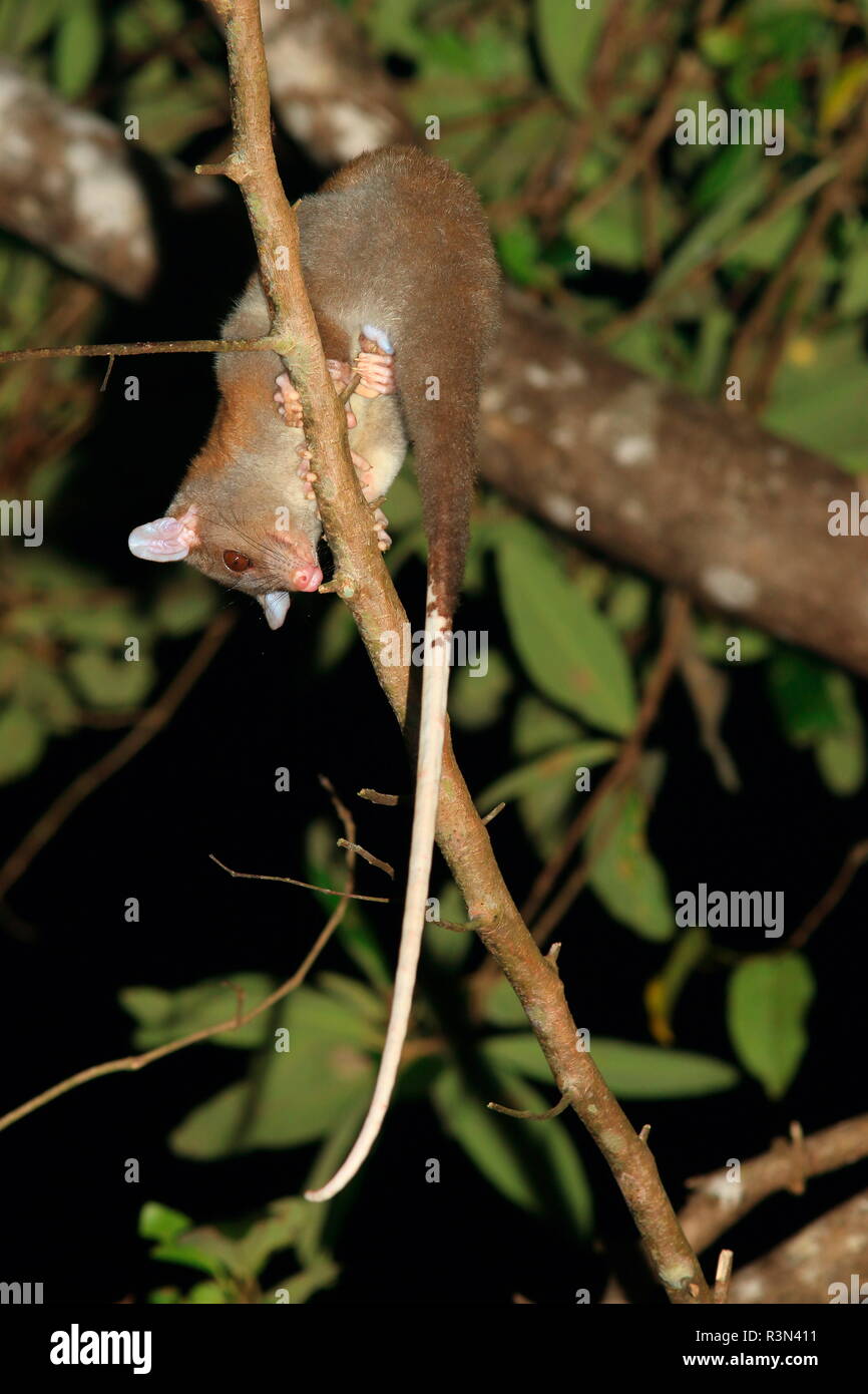 Derbys woolly opossum caluromys derbianus hi-res stock photography and ...