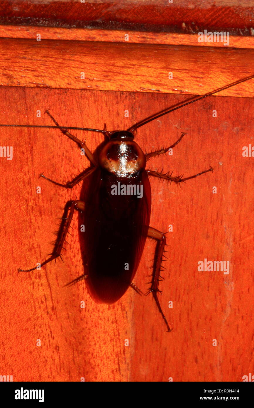 Cockroach face hi-res stock photography and images - Alamy