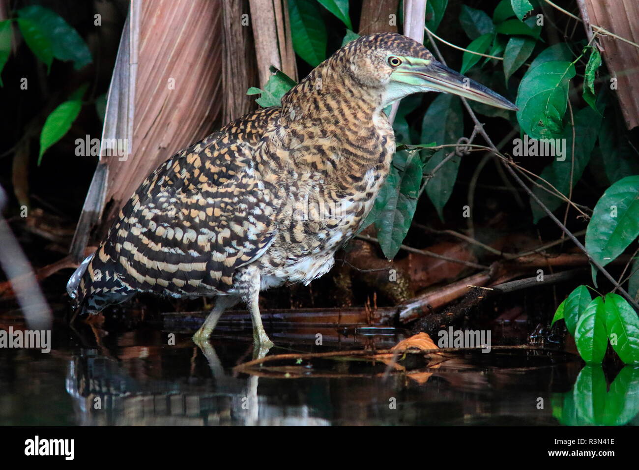Bare-throated Tiger-Heron (Tigrisoma mexicanum) in water, Costa Rica ...