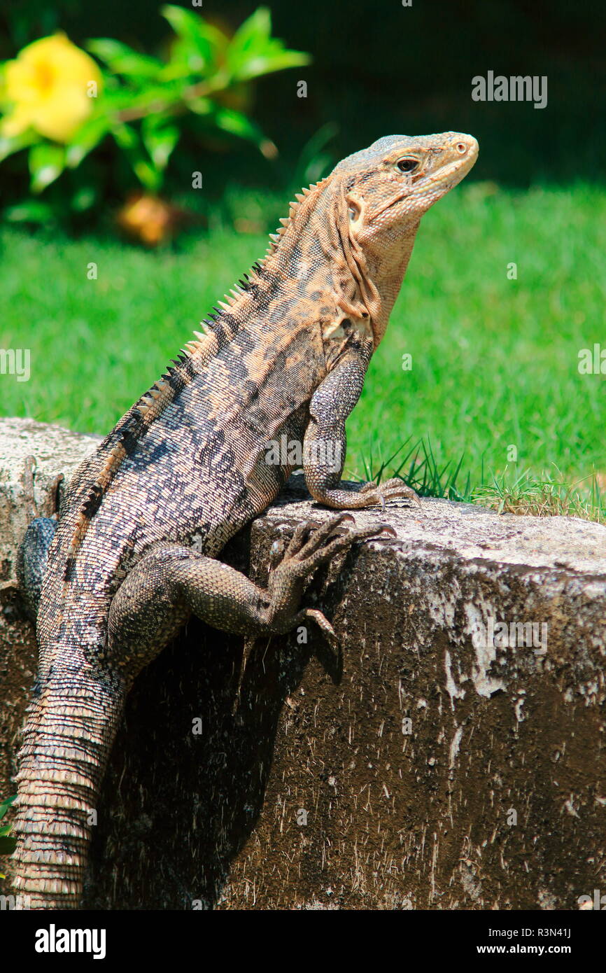 Spiny tailed iguana ctenosaura similis hi-res stock photography and ...