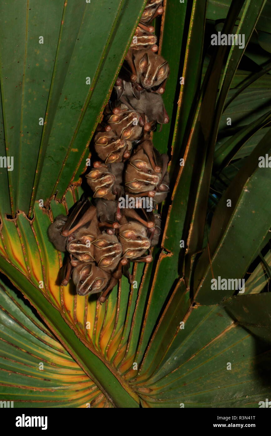 Tent-making bat (Uroderma bilobatum) group on leaf, Costa Rica Stock ...