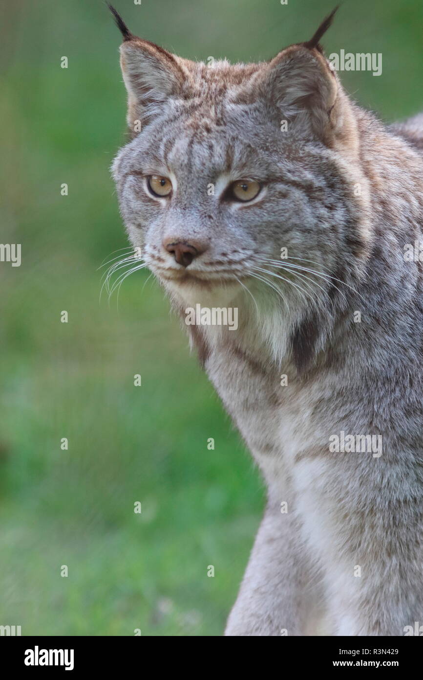 Portrait of Canada lynx (Lynx canadensis Stock Photo - Alamy