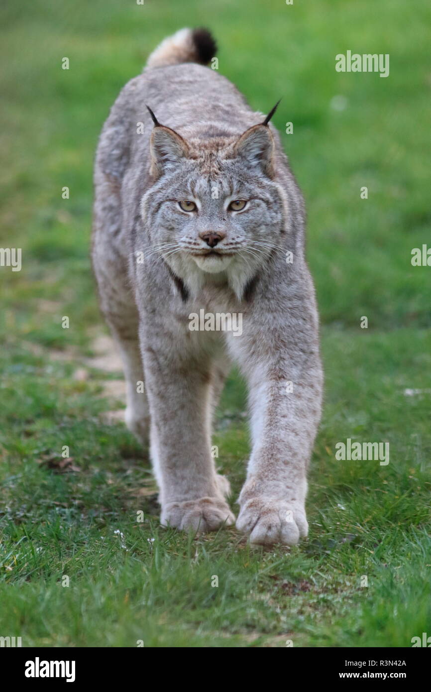 Canada lynx lynx canadensis in hi-res stock photography and images - Alamy