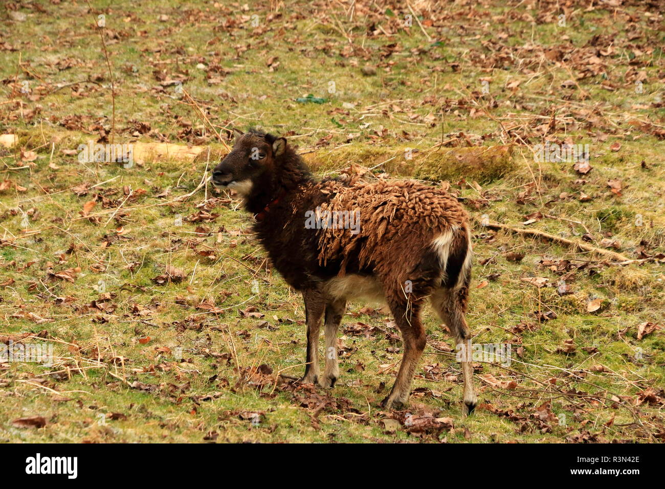 Hybrid of Sheep and European Bighorn Sheep Stock Photo - Alamy