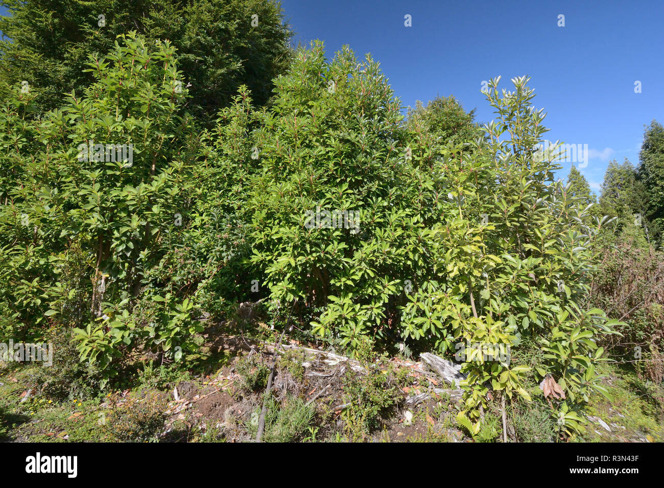 Isla grande de chiloé hi-res stock photography and images - Alamy