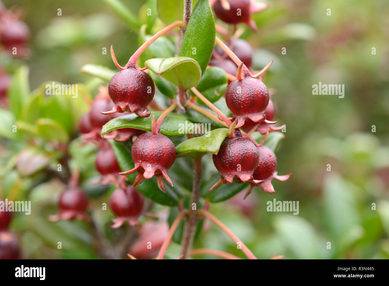 Murtilla ugni molinae hi-res stock photography and images - Alamy