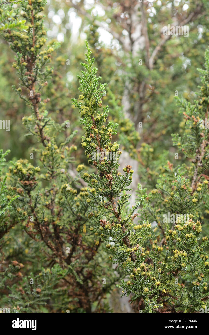 Guaitecas cypress (Pilgerodendron uviferum), Cupressaceae endemic to ...