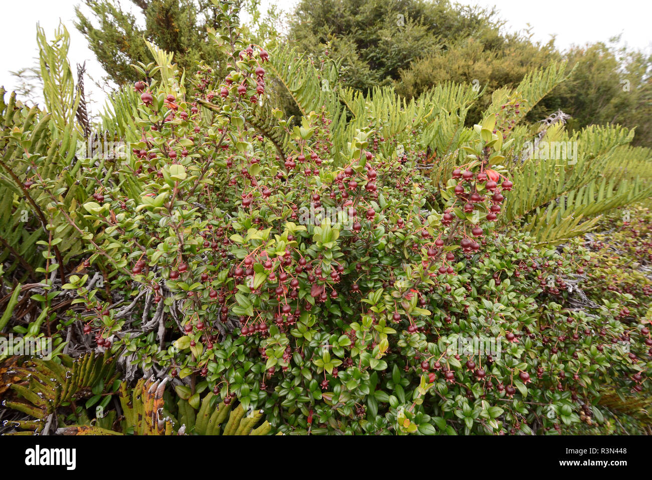 Myrtaceae hi-res stock photography and images - Alamy
