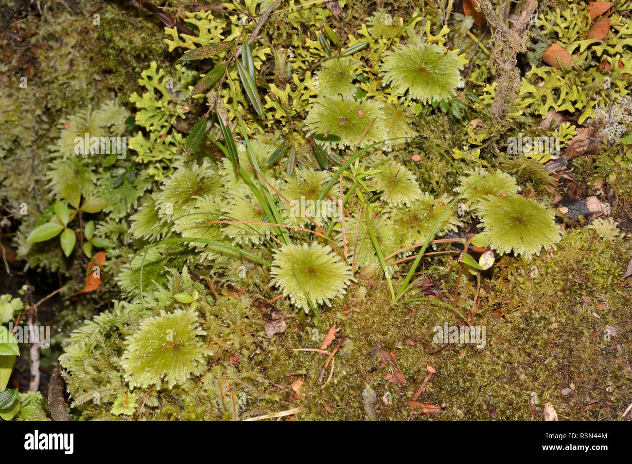 Umbrella moss (Arbusculohypopterygium arbuscula), Bryophyte ...
