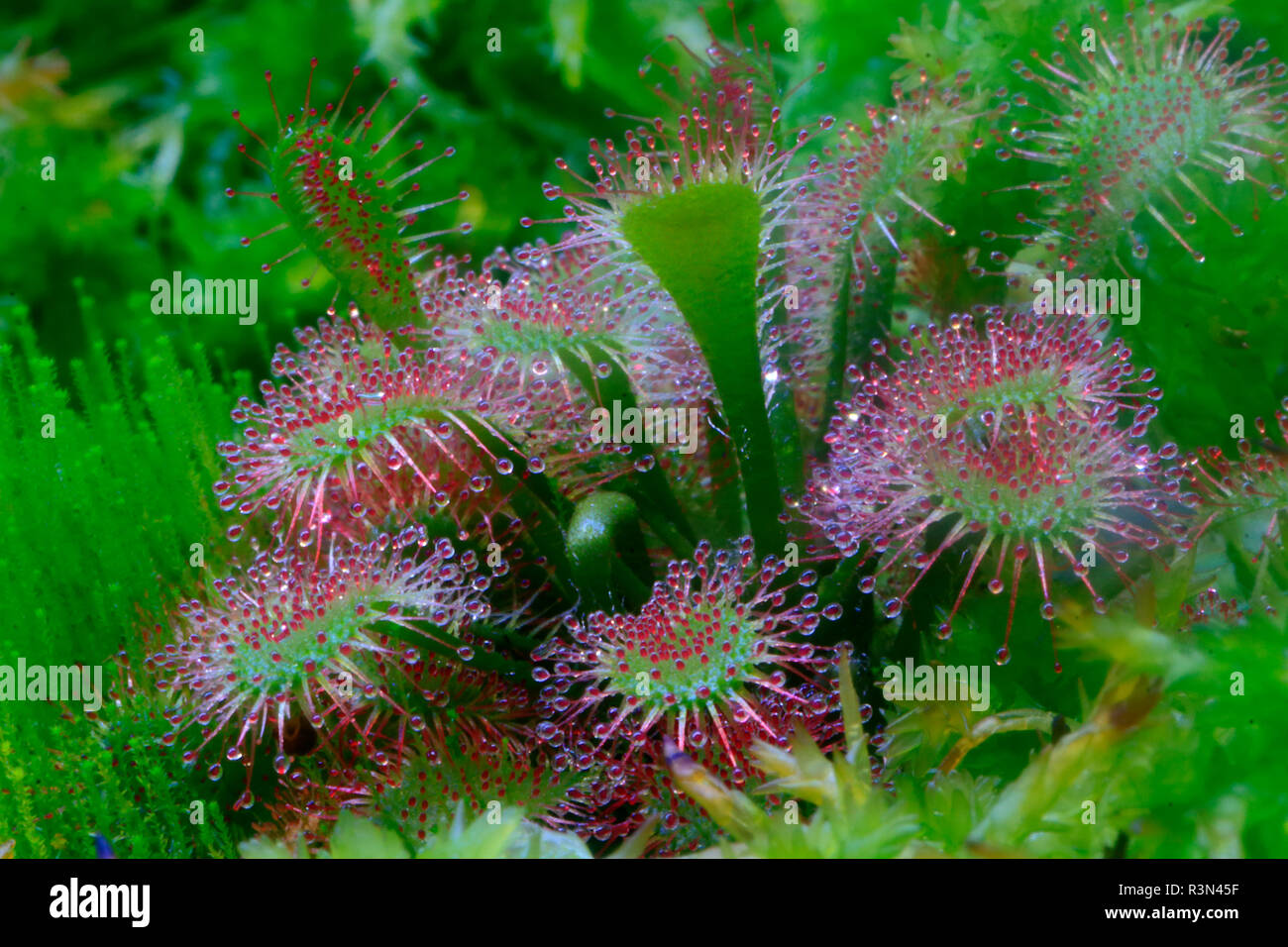 Drosera 'watari', Hybrid plant (Drosera rotundifolia x Drosera ...