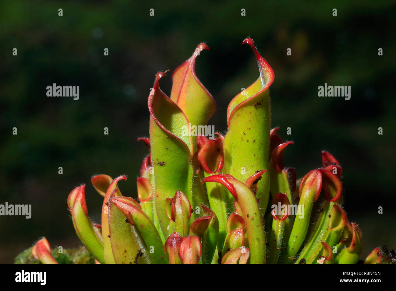 Heliamphora pitcher plant (Heliamphora heterodoxa Stock Photo - Alamy