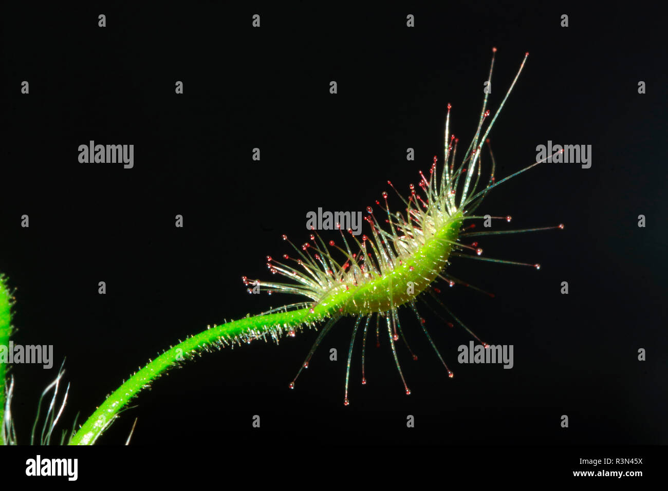 Shaggy sundew drosera scorpioides hi-res stock photography and images ...