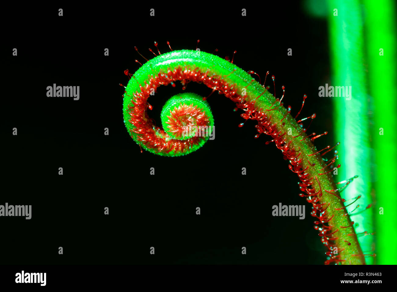 Threadleaf sundew (Drosera filiformis Stock Photo - Alamy