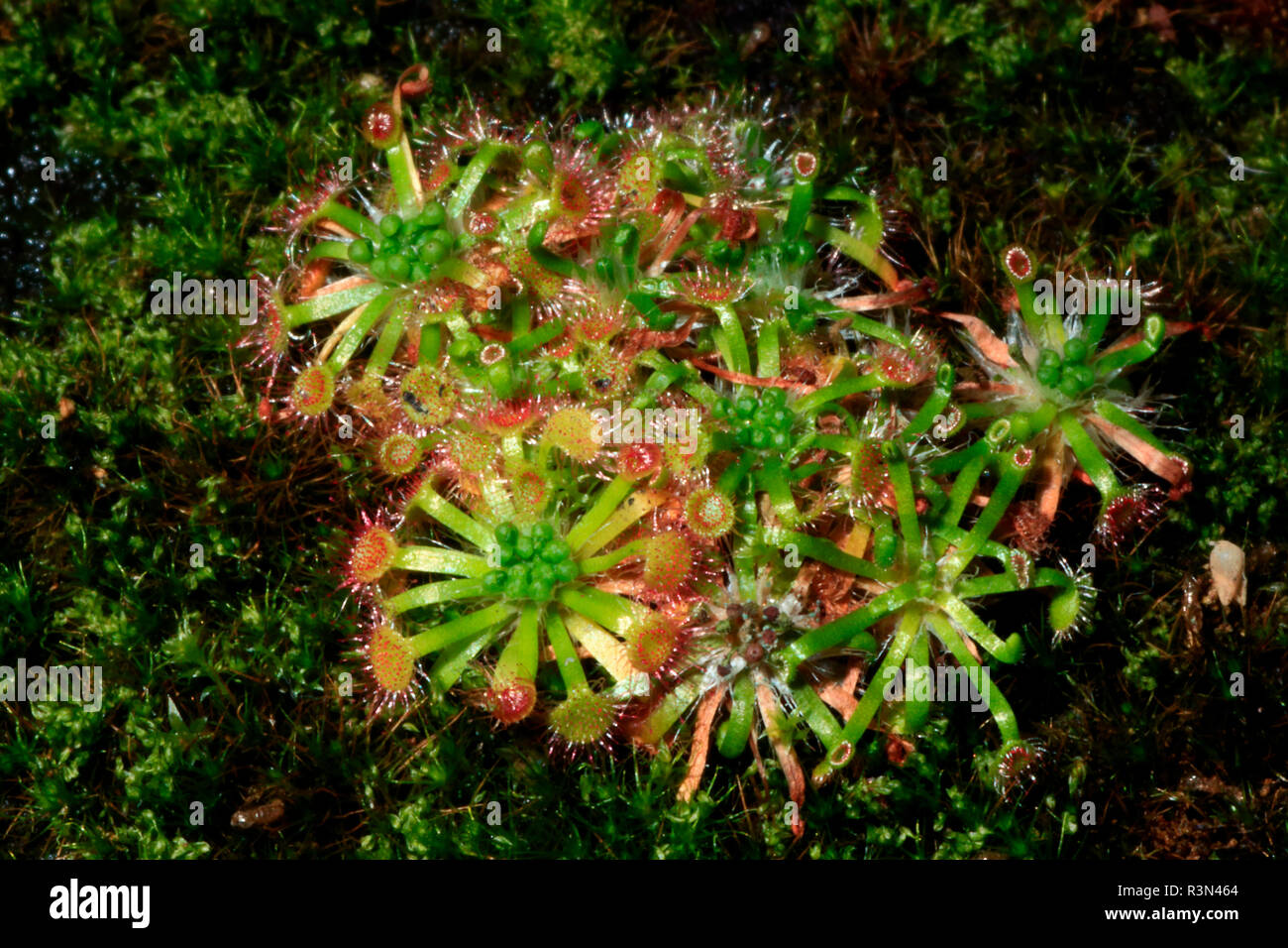 Botany drosera sp hi-res stock photography and images - Alamy